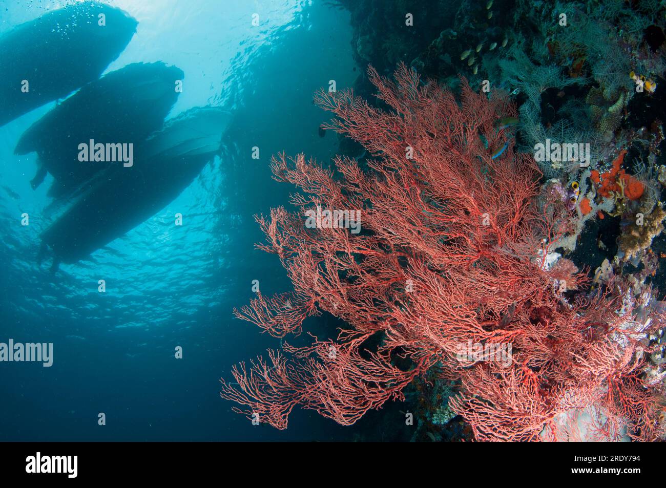 Sea Fan, Melithaea sp, with dive boats in background, Gorgonian Passage ...
