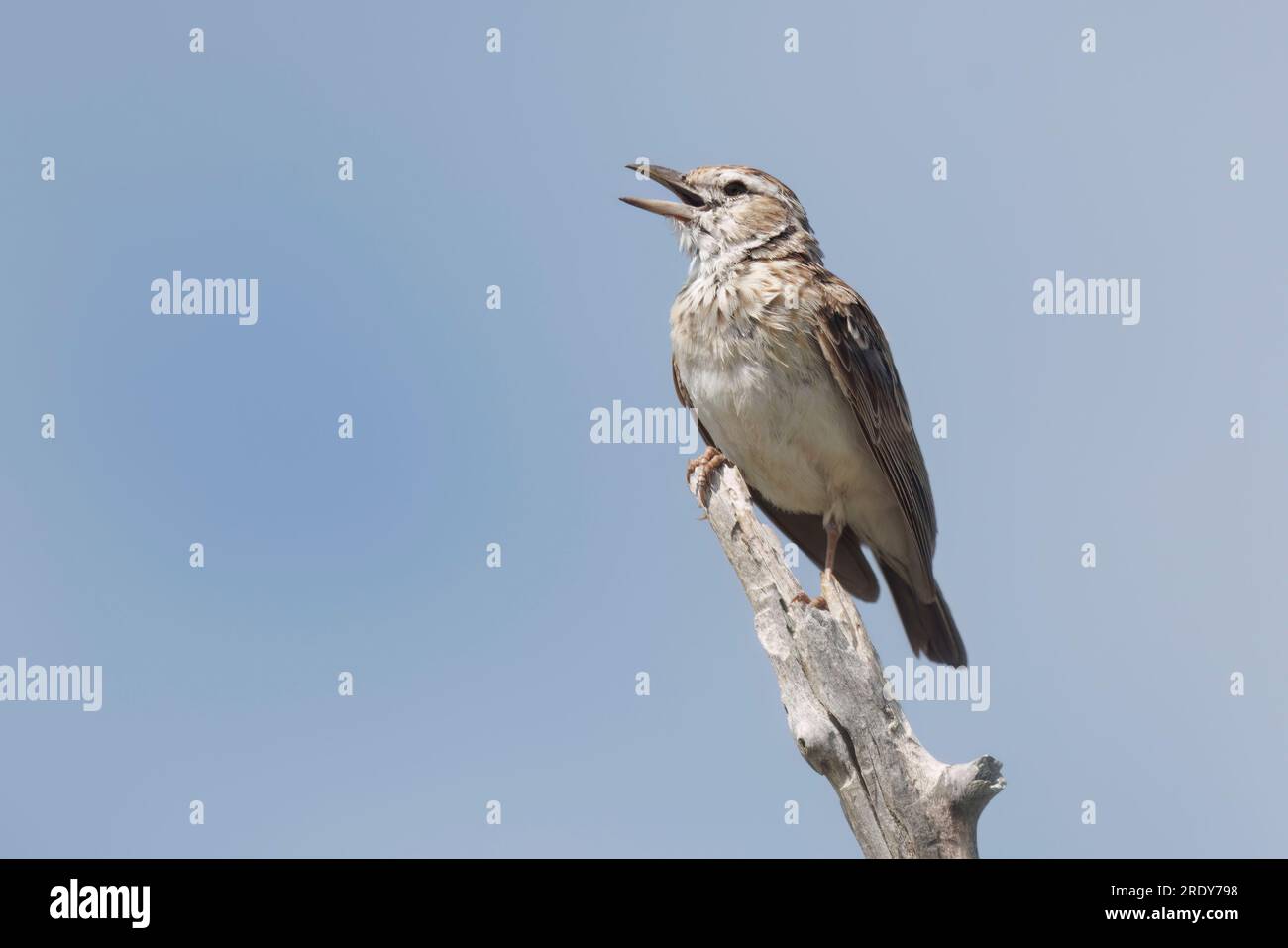 Sabota lark africa hi-res stock photography and images - Alamy