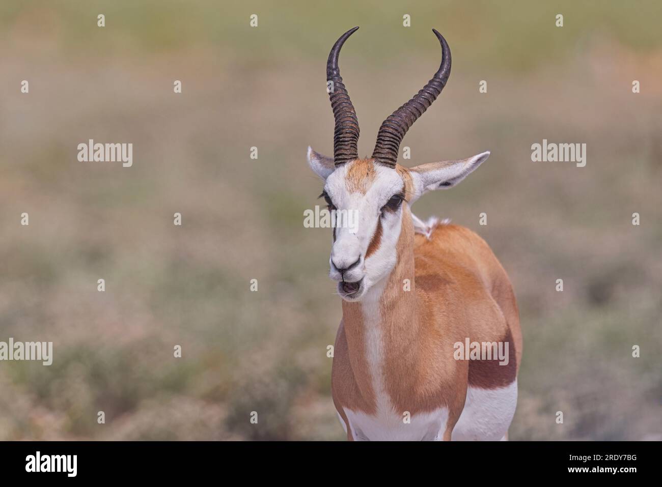 Kalahari Springbok, Okakuejo, Etosha, Namibia, March 2023 Stock Photo ...