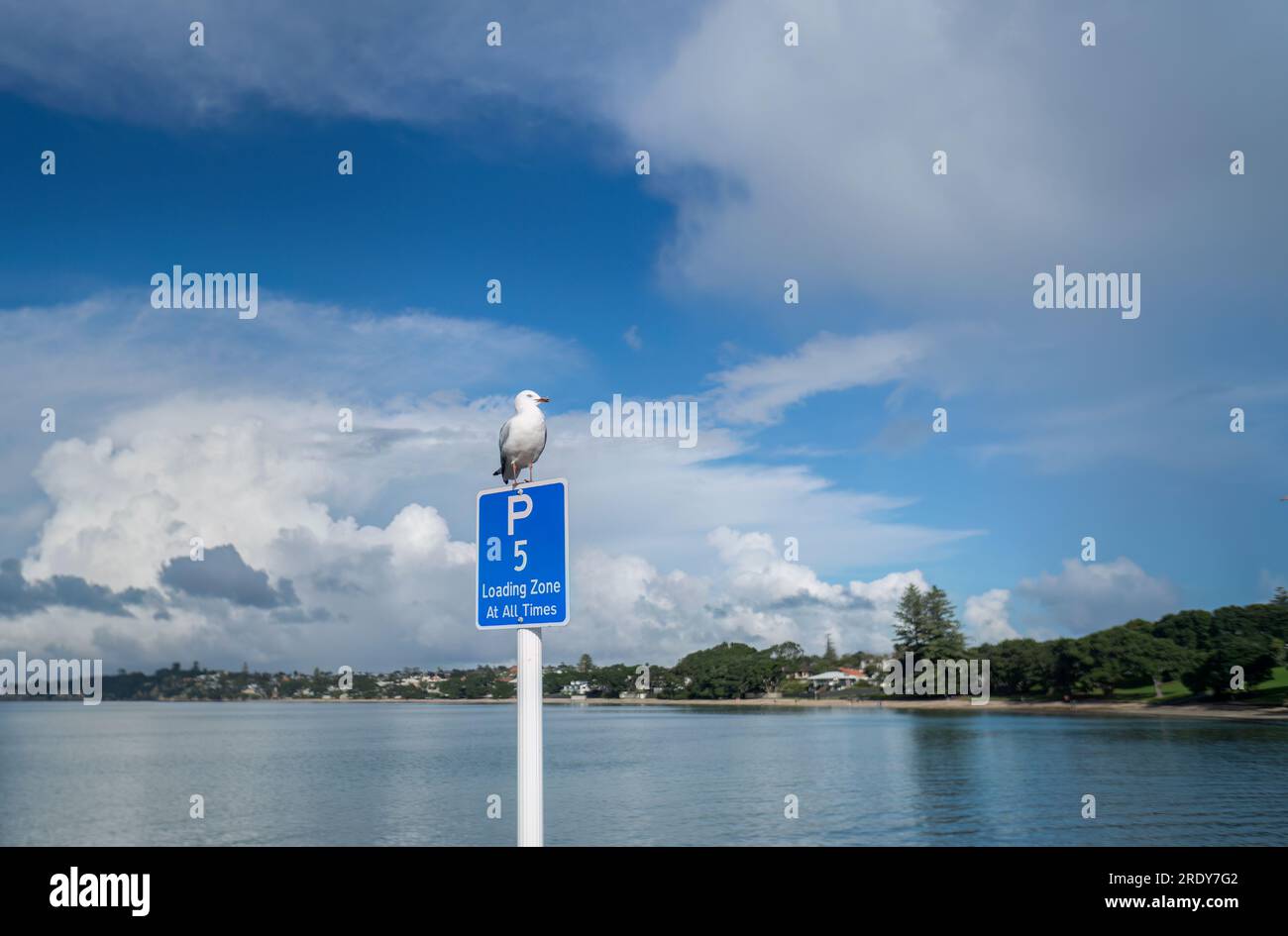 Seagull standing on top of 5 minute parking sign post at Takapuna beach ...