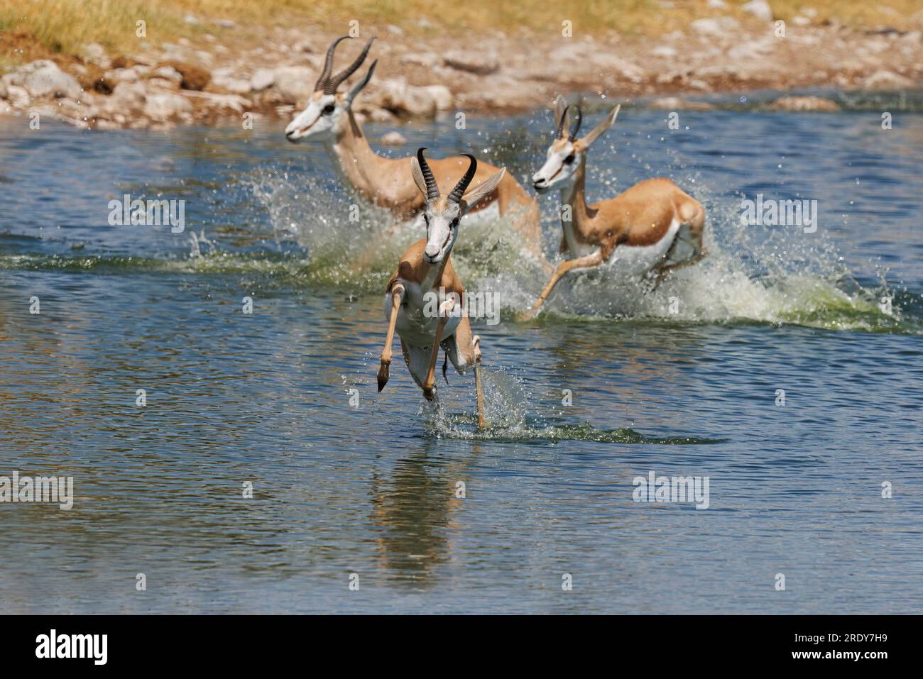 Kalahari Springbok, Okakuejo, Etosha, Namibia, March 2023 Stock Photo ...