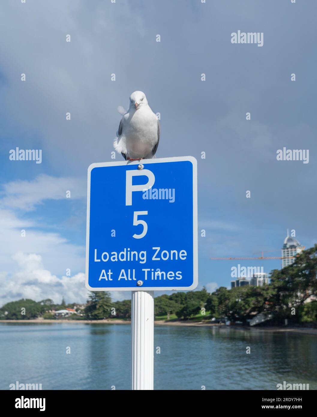 Seagull standing on top of 5 minute parking sign post. Buildings and ...