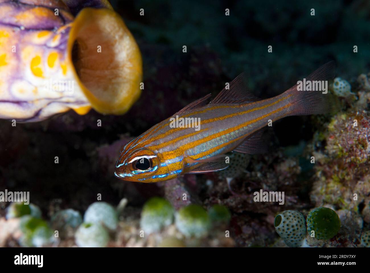 Yellowstriped Cardinalfish, Ostorhinchus cyanosoma, Barracuda Rock dive ...