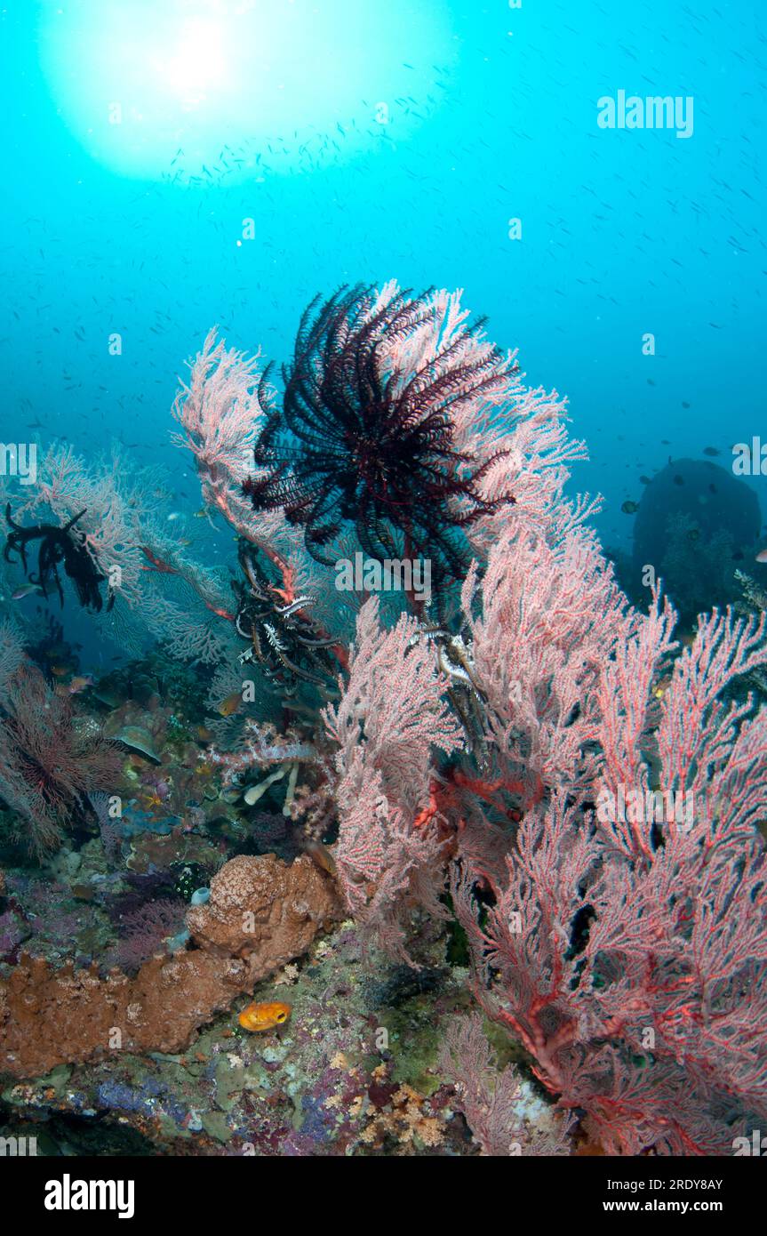 Sea Fan, Melithaea sp, and Crinoid, Comatulida Order, against sun, Four ...