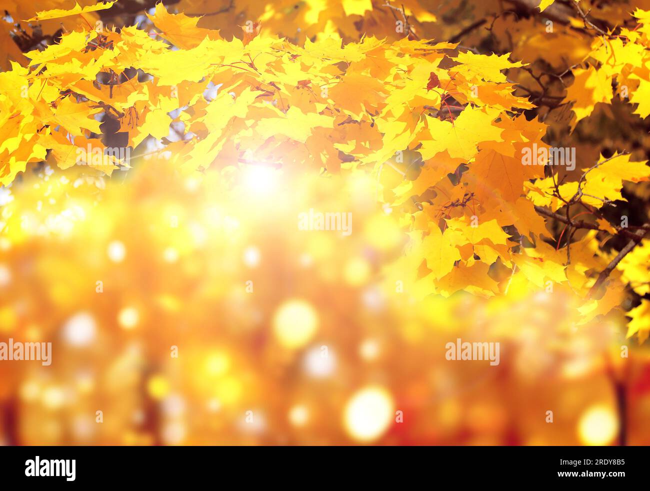 Calm fall season. Maple tree leaves on sunny beautiful nature autumn ...