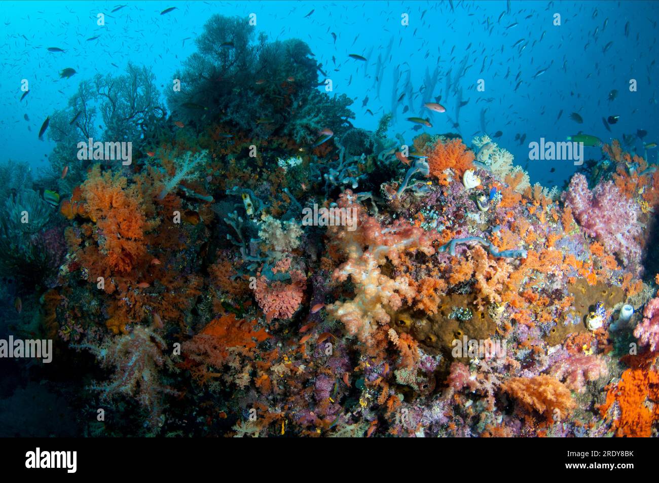 Divaricate Tree Coral, Spongodes sp, against sun with small fish, Four ...
