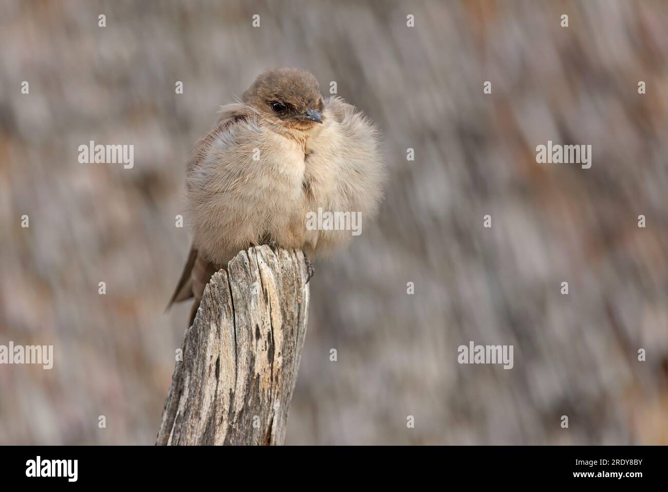 Rock Martin, Okakuejo, Etosha, Namibia, March 2023 Stock Photo - Alamy