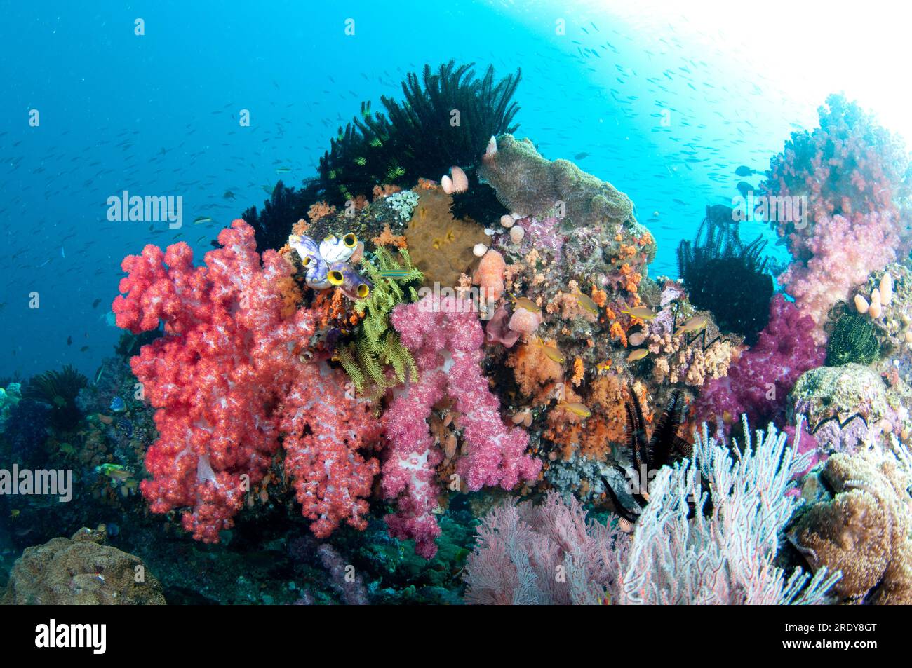 Divaricate Tree Coral, Spongodes sp, and Crinoids, Comatulida Order ...