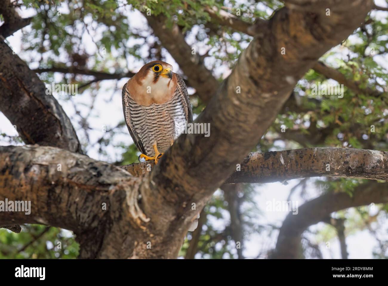 Red-necked Falcon, Charitsaub Waterhole, Etosha, Namibia, March 2023 ...