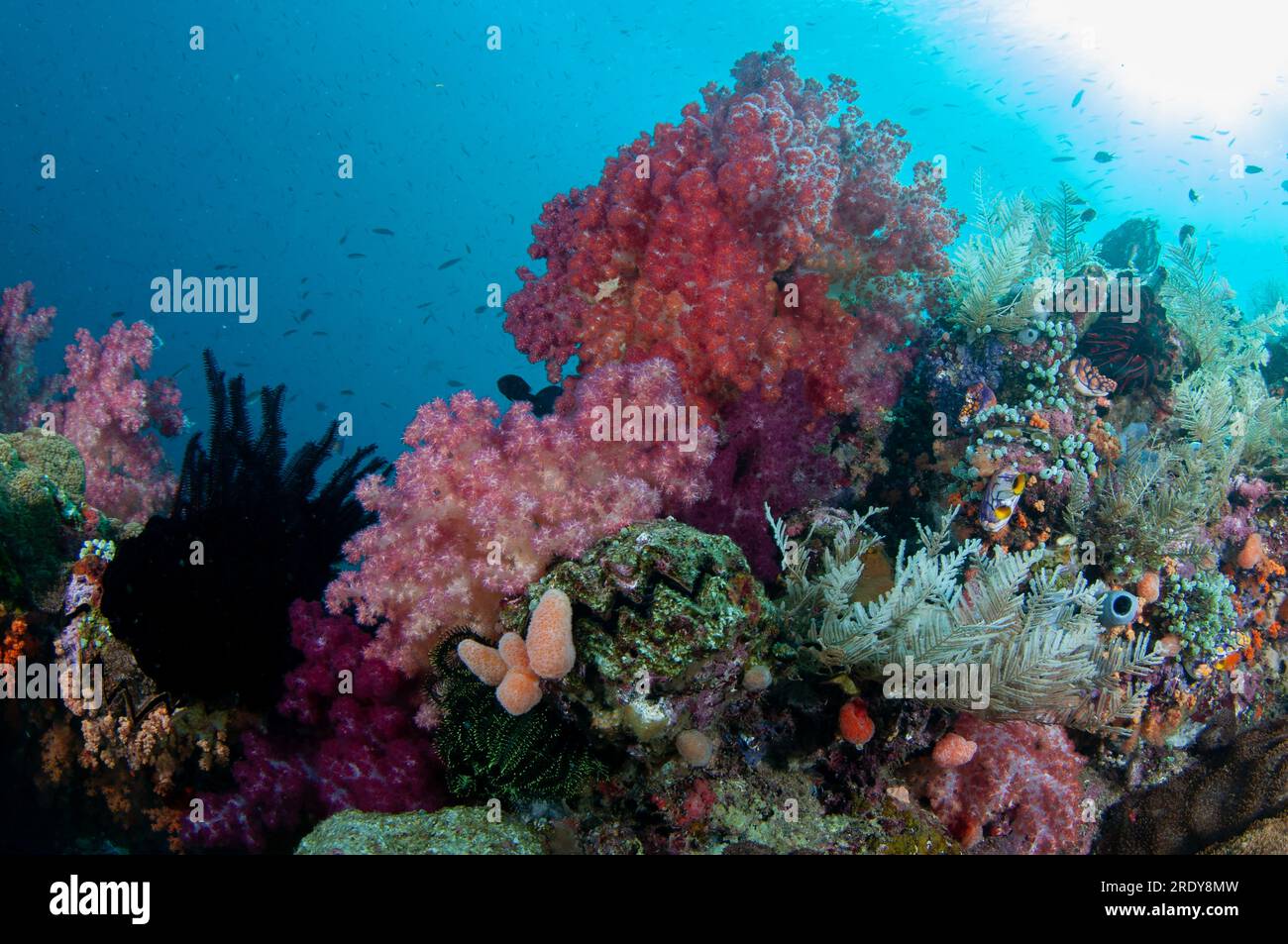 Divaricate Tree Coral, Spongodes sp, Hydroids, Hydrozoa Class, and ...