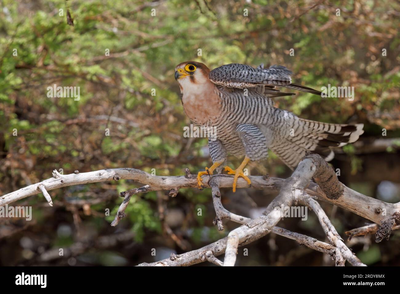 Red-necked Falcon, Charitsaub Waterhole, Etosha, Namibia, March 2023 ...