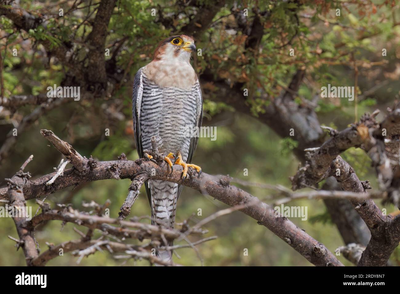Red-necked Falcon, Charitsaub Waterhole, Etosha, Namibia, March 2023 ...