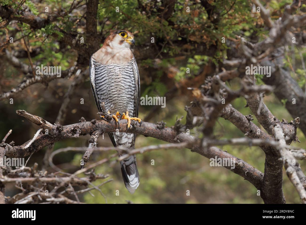 Red-necked Falcon, Charitsaub Waterhole, Etosha, Namibia, March 2023 ...