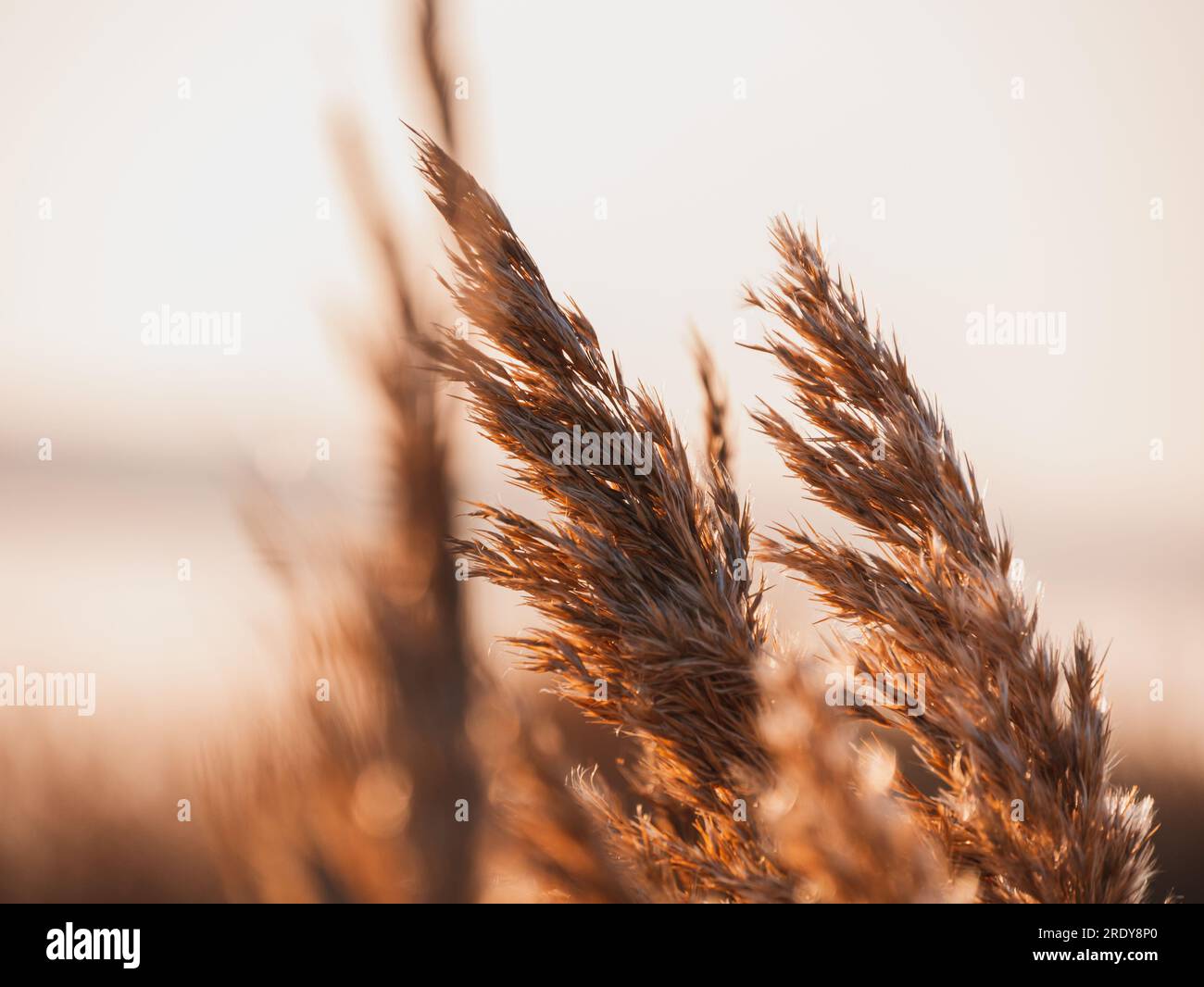 Fluffy golden reeds on sunset sky background against sunlight. Trendy ...