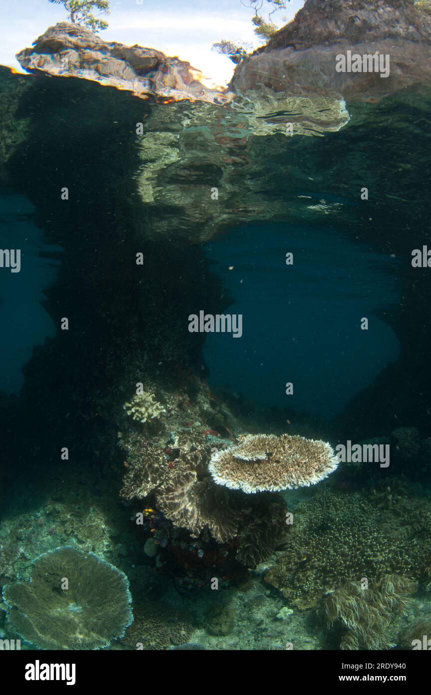 Table Coral, Acropora sp, below island, Wedding Cake dive site, Kalig ...