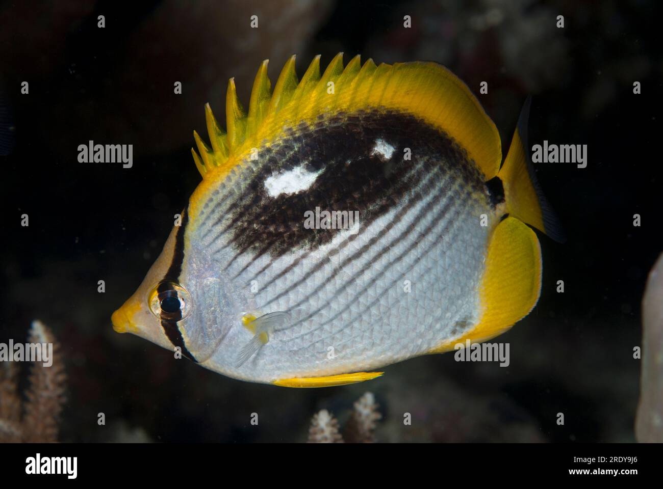 Black-backed Butterflyfish, Chaetodon melannotus, with night colors ...