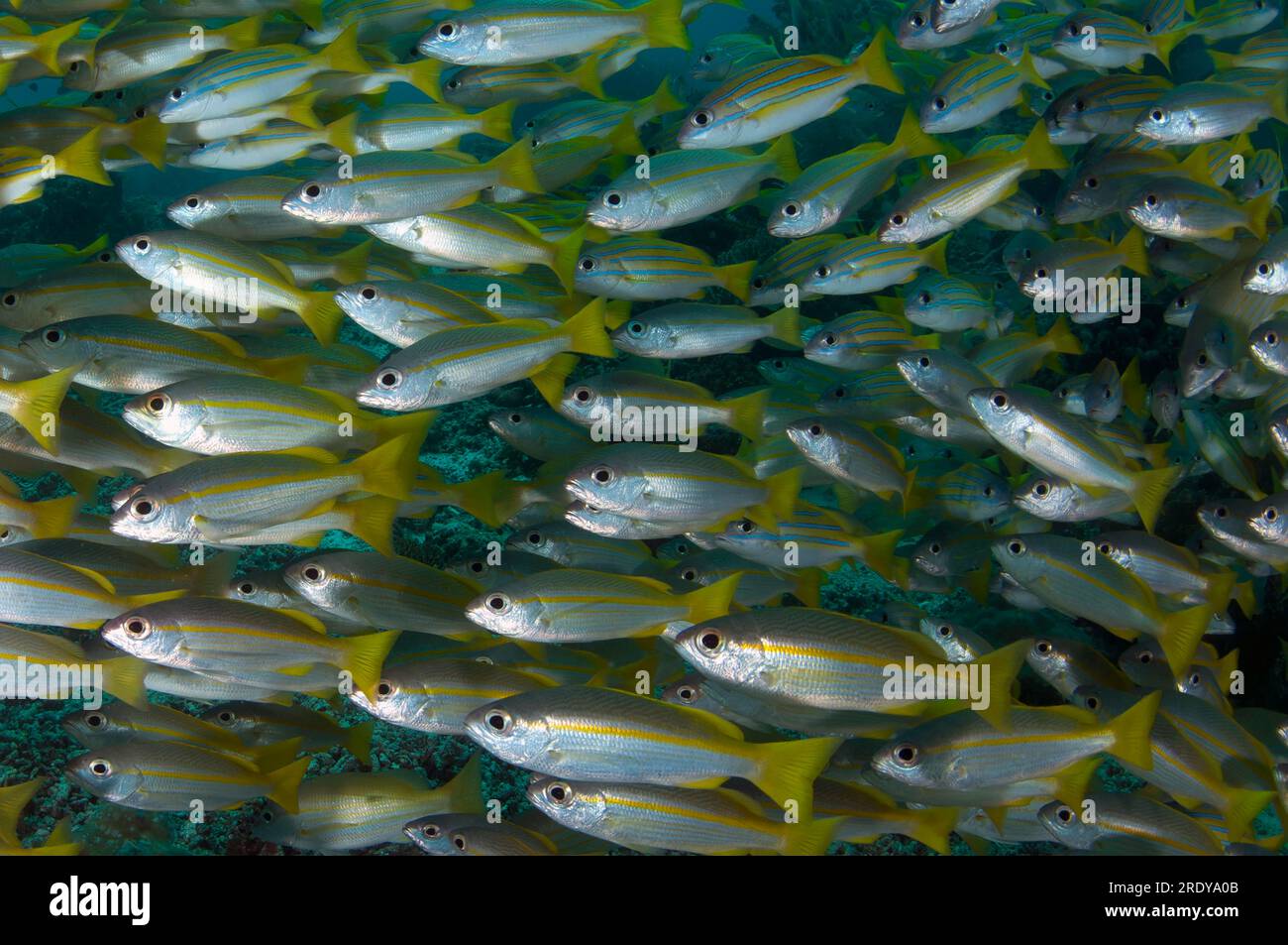 Bigeye Snapper, Lutjanus lutjanus, school with Bluestripe Snapper ...