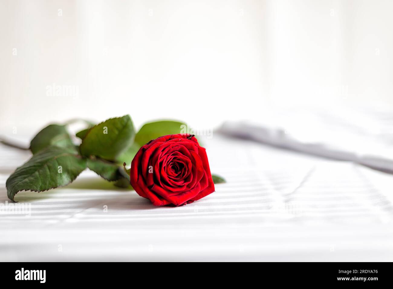 Rose lying hi-res stock photography and images - Alamy