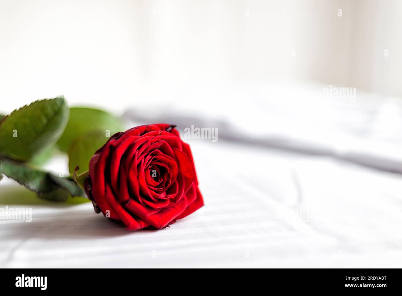 Rose lying hi-res stock photography and images - Alamy