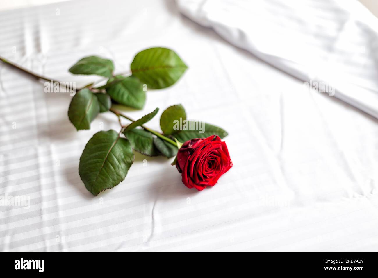 Rose lying hi-res stock photography and images - Alamy