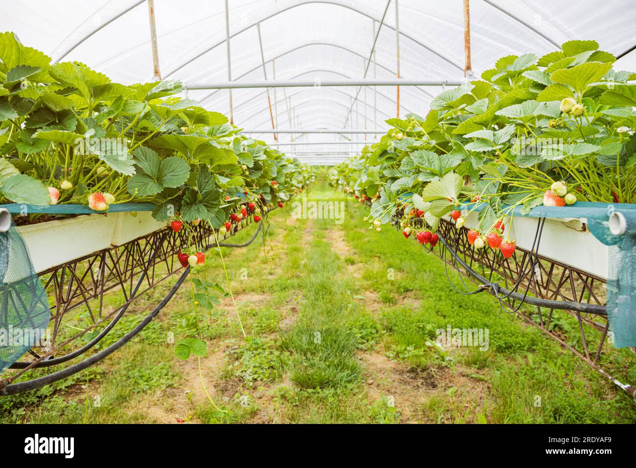 Ripe strawberry plants in rows at plantation Stock Photo - Alamy