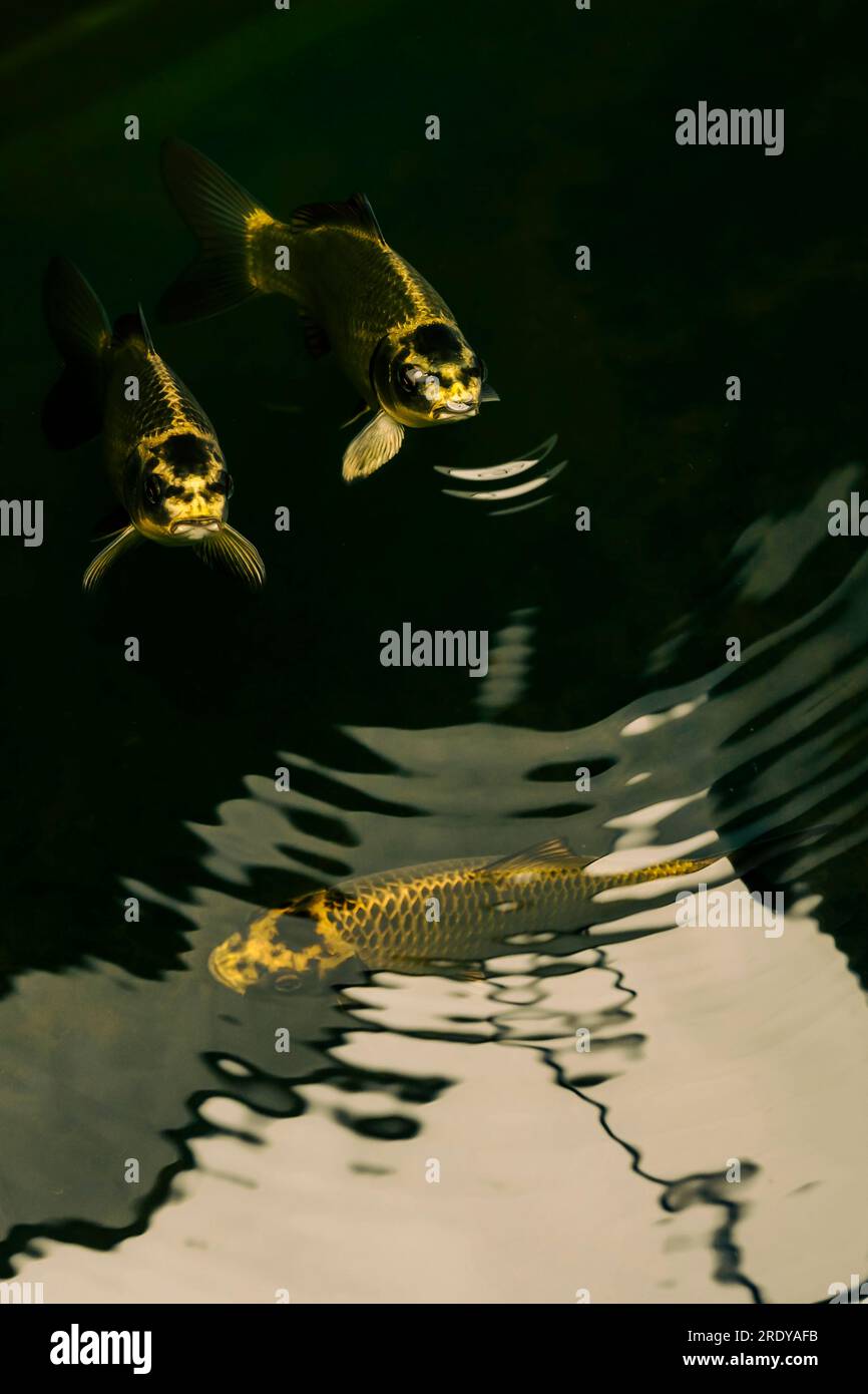 Golden fish swimming in water Stock Photo - Alamy