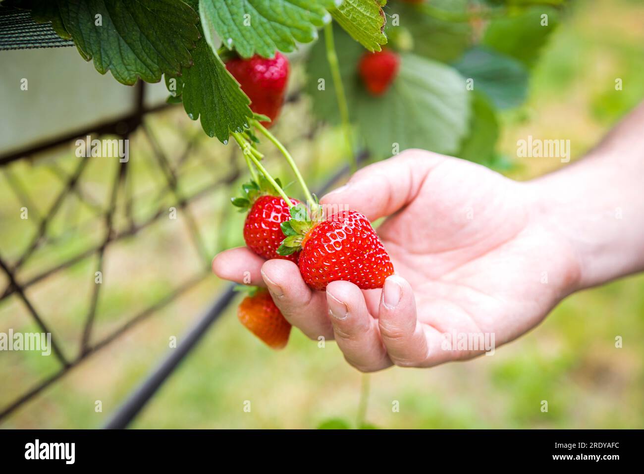 Hand of man picking strawberry from plant in plantation Stock Photo - Alamy