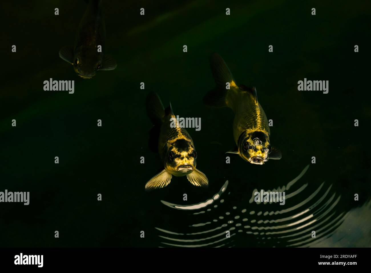 Three golden fish in water hi-res stock photography and images - Alamy