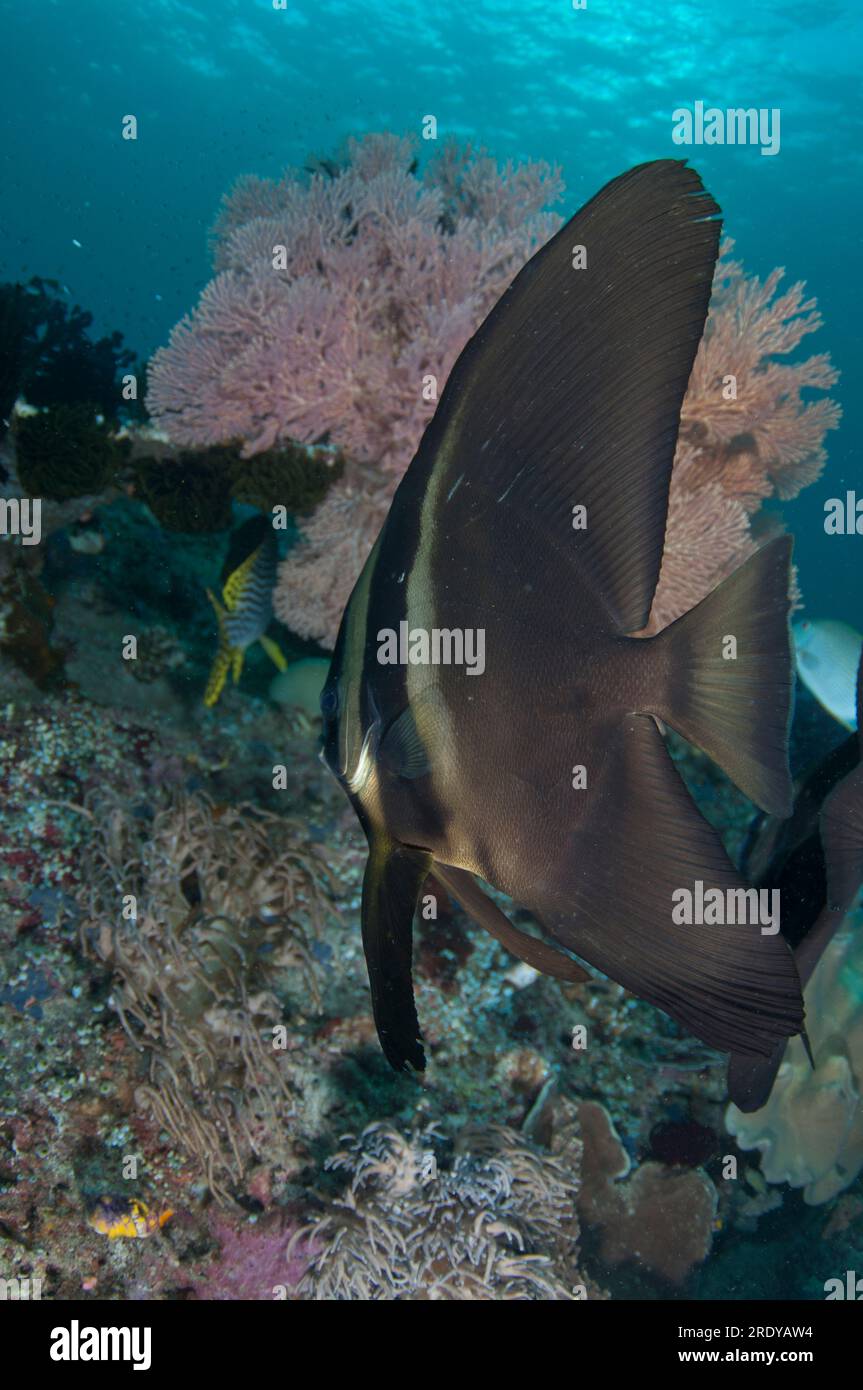 Juvenile Golden Spadefish, Platax boersii, Mioskon dive site, Dampier ...