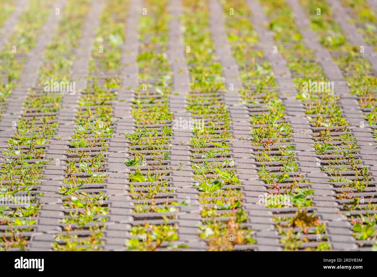 Paving Stones Grass Grows Through at Phillip Dorsey blog