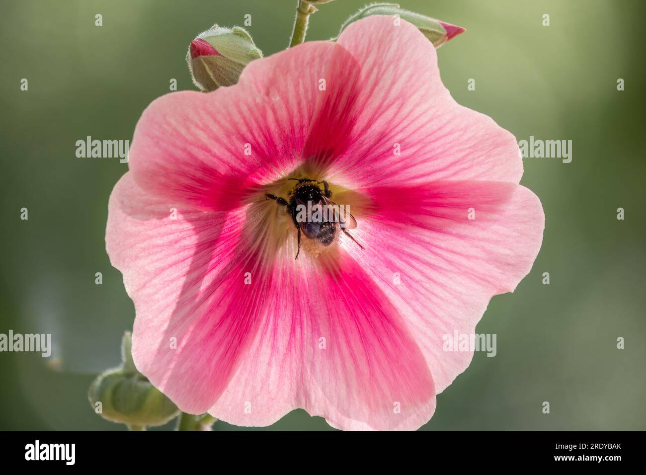 Pink flowers of Hibiscus moscheutos plant close-up. Hibiscus moscheutos ...