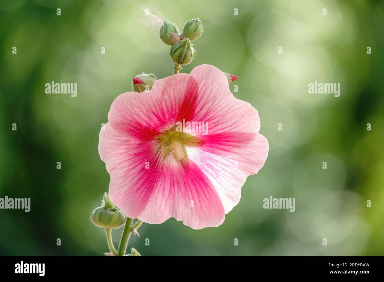 Pink flowers of Hibiscus moscheutos plant close-up. Hibiscus moscheutos ...