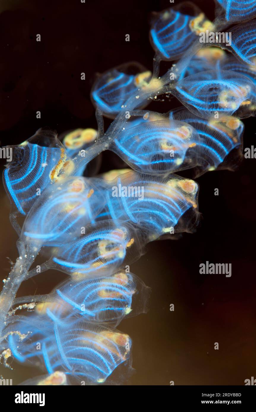 Translucent Sea Squirts, Perophora namei, White Arrow dive site, Aljui ...