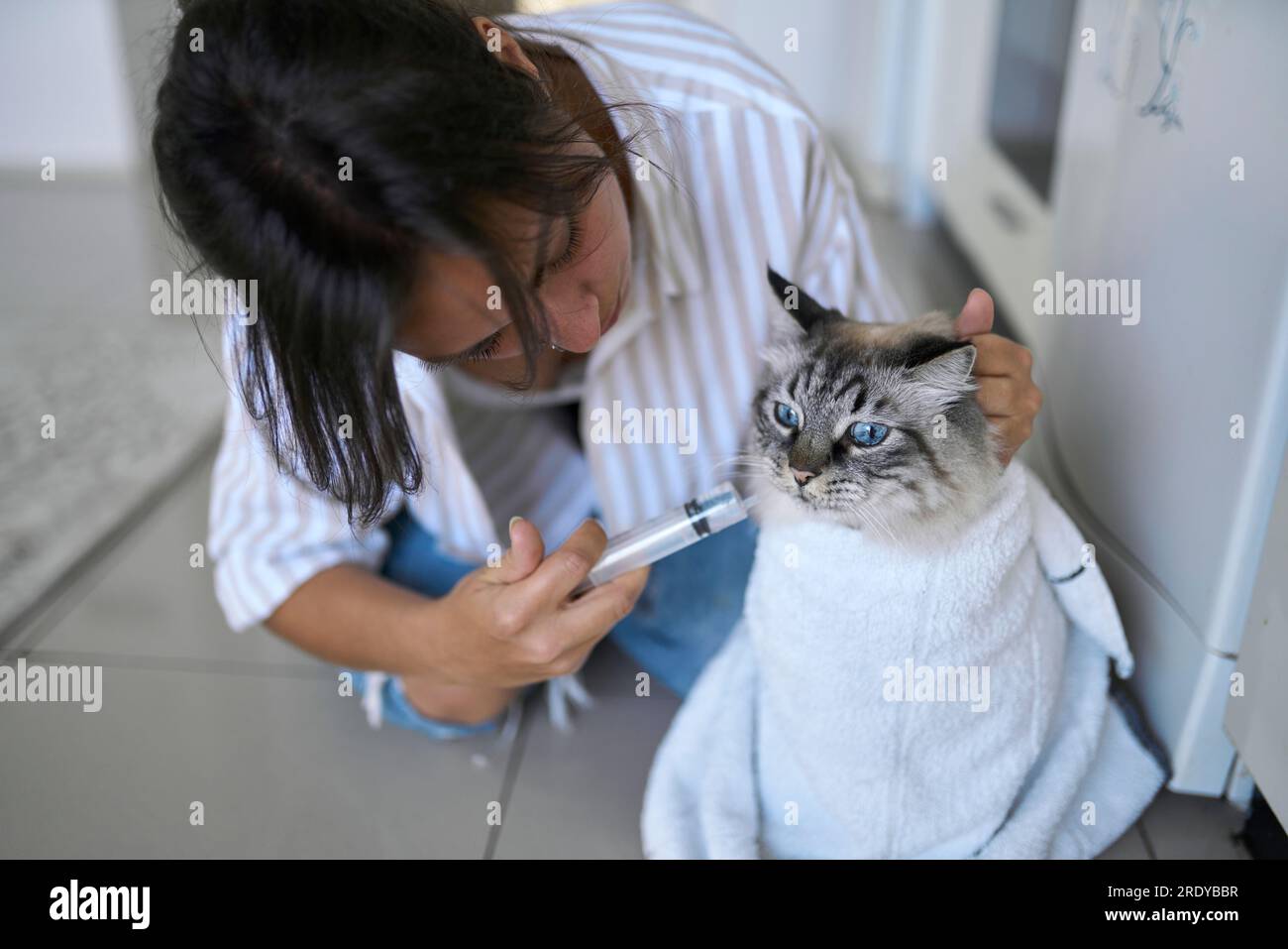 Woman giving medicine to cat at home Stock Photo - Alamy