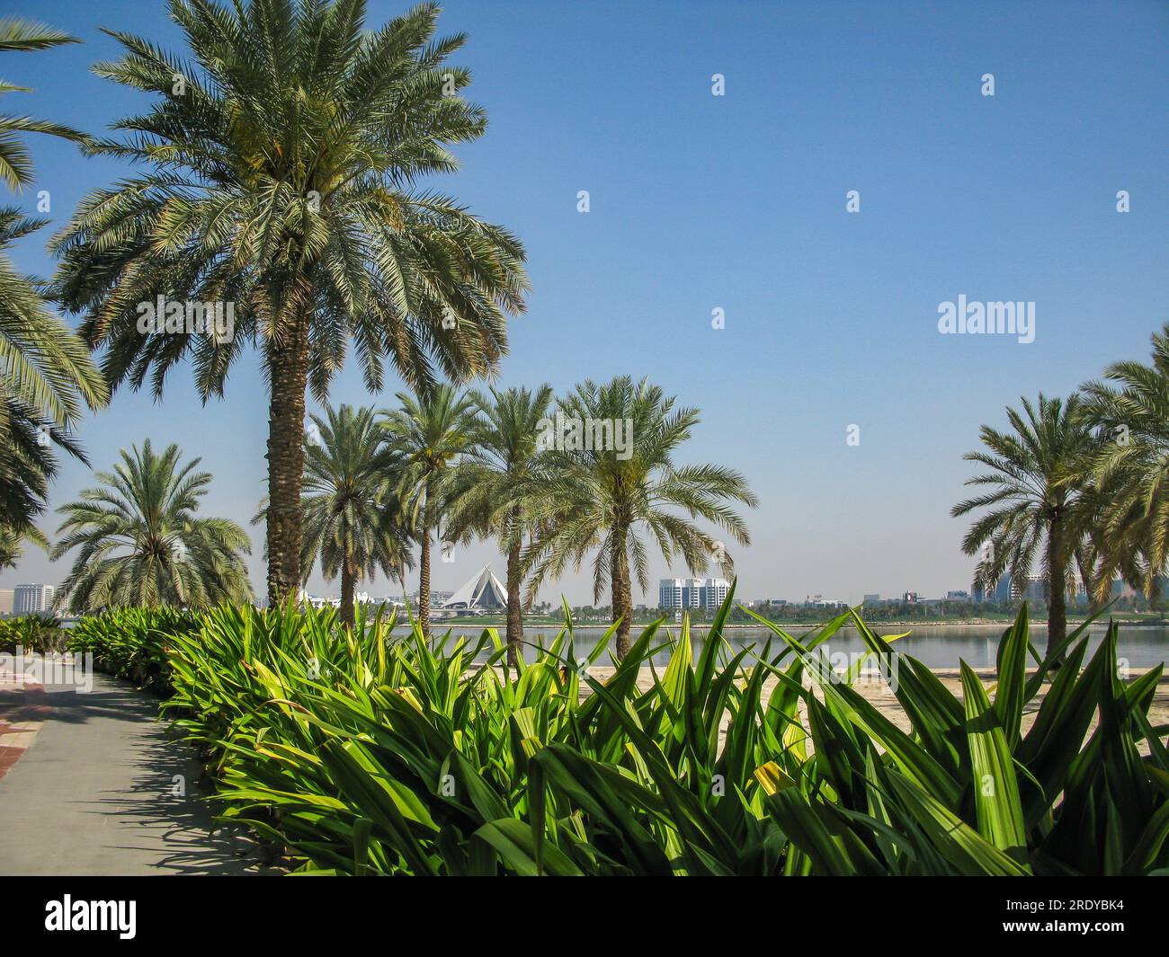 Dubai creek promenade with palm trees and agaves Stock Photo - Alamy