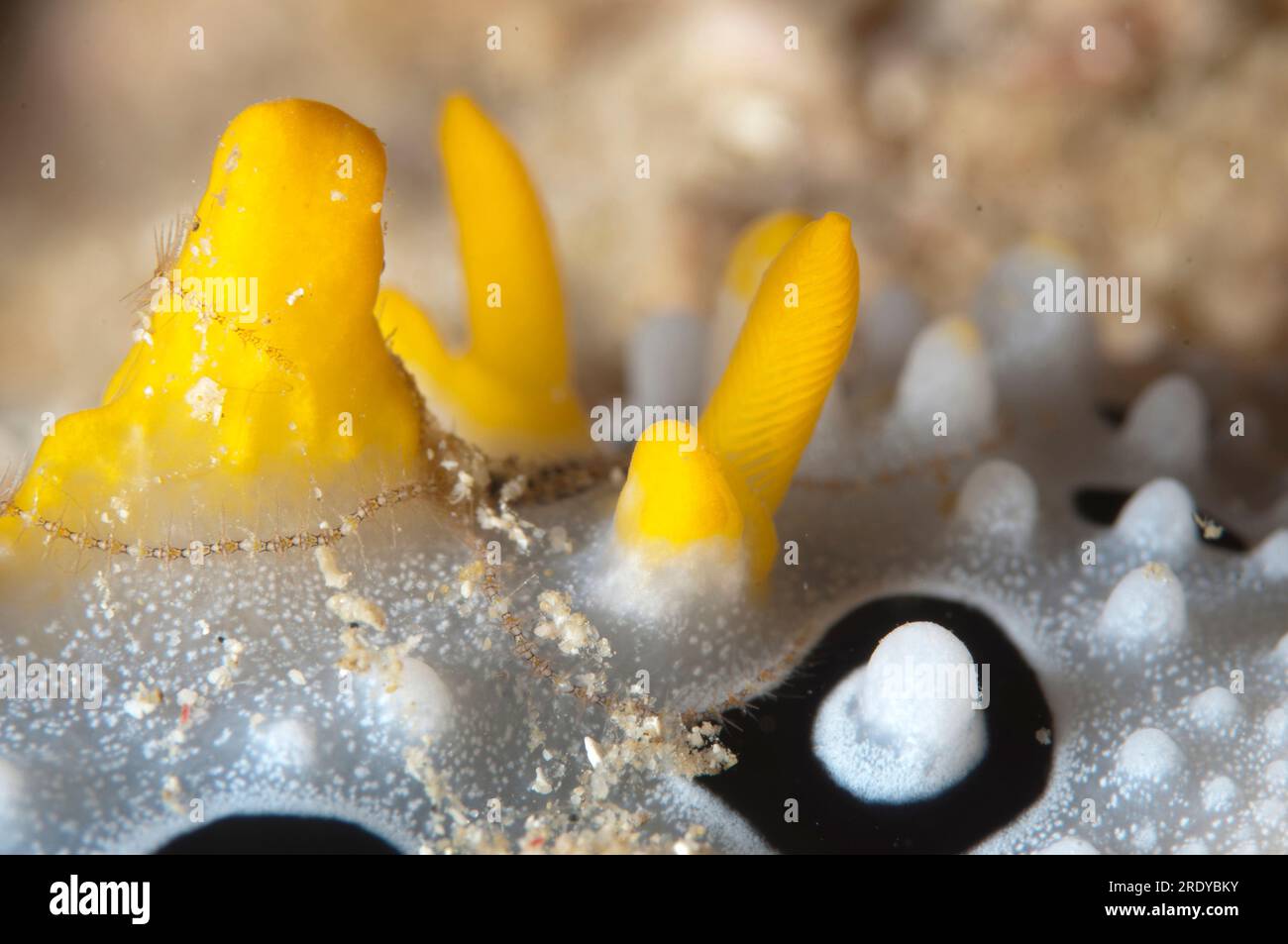 Baba's Phyllidia Nudibranch, Phyllidia babai, White Arrow dive site ...