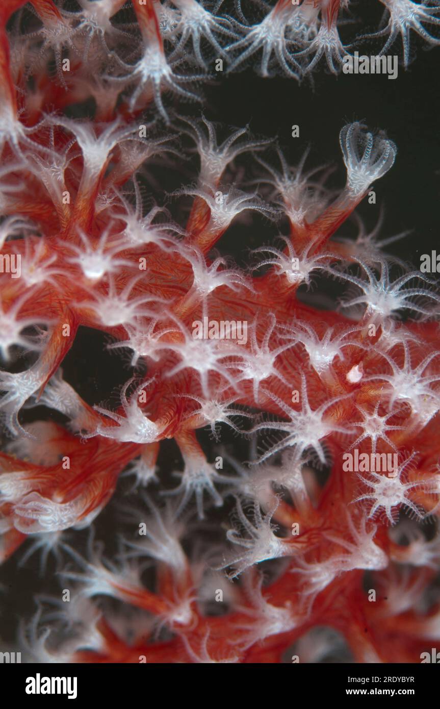 Coral, Siphonogorgia sp, with white polyps, White Arrow dive site ...