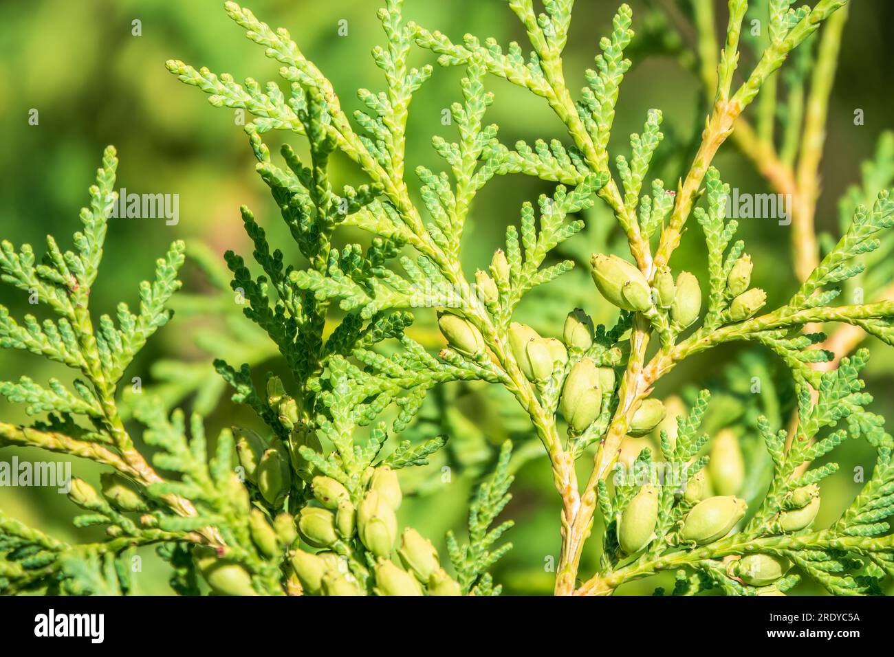 Green branches and young leaves of a thuja tree. Background image Stock ...