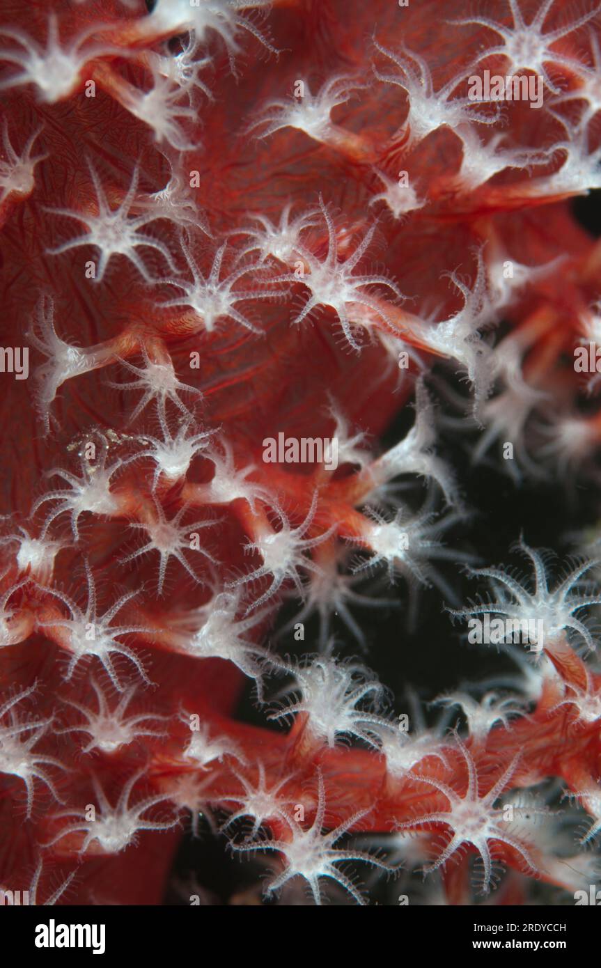 Coral, Siphonogorgia sp, with white polyps, White Arrow dive site ...