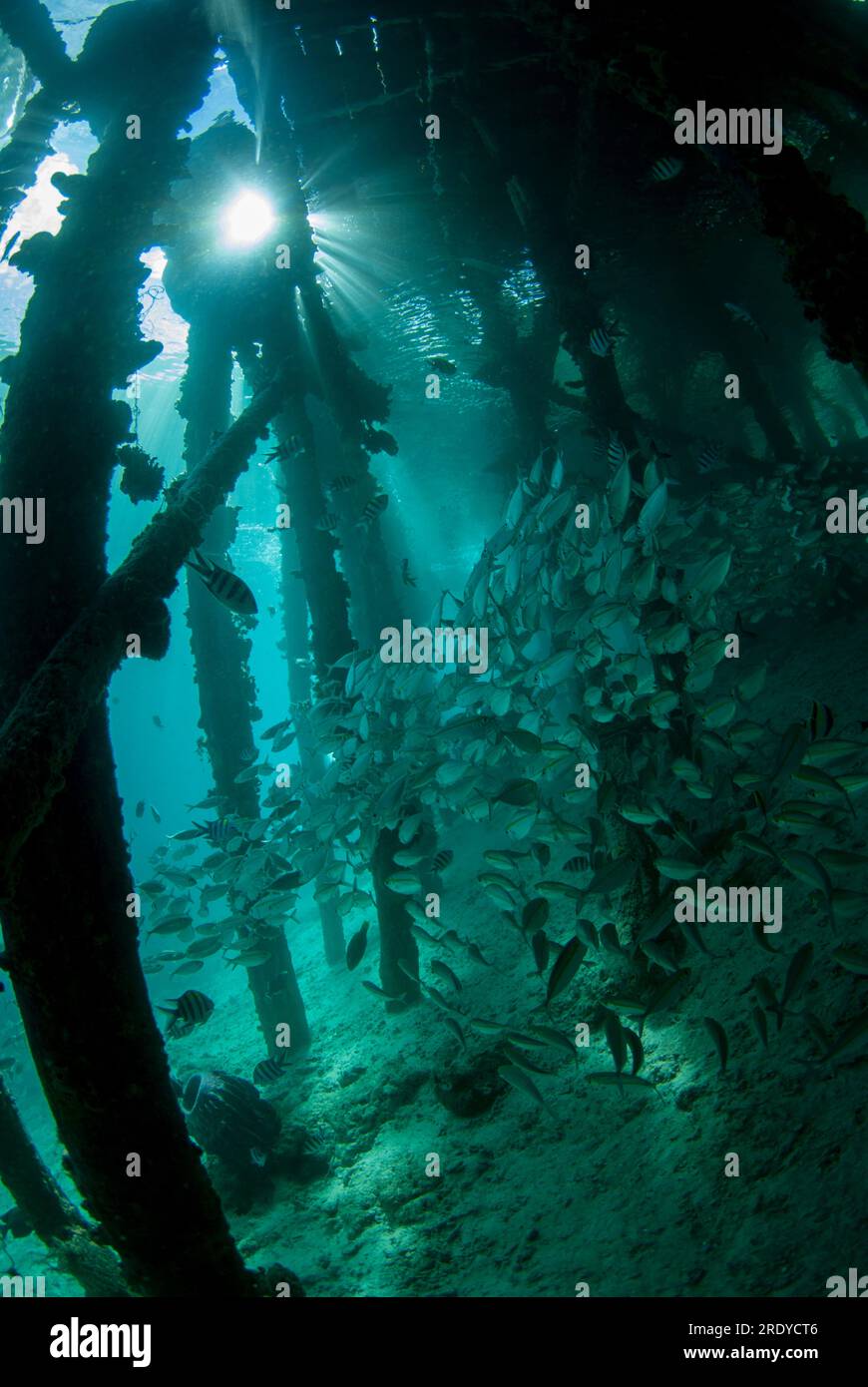 School of Herring Scad, Alepes vari, under jetty with sun, Cendana ...