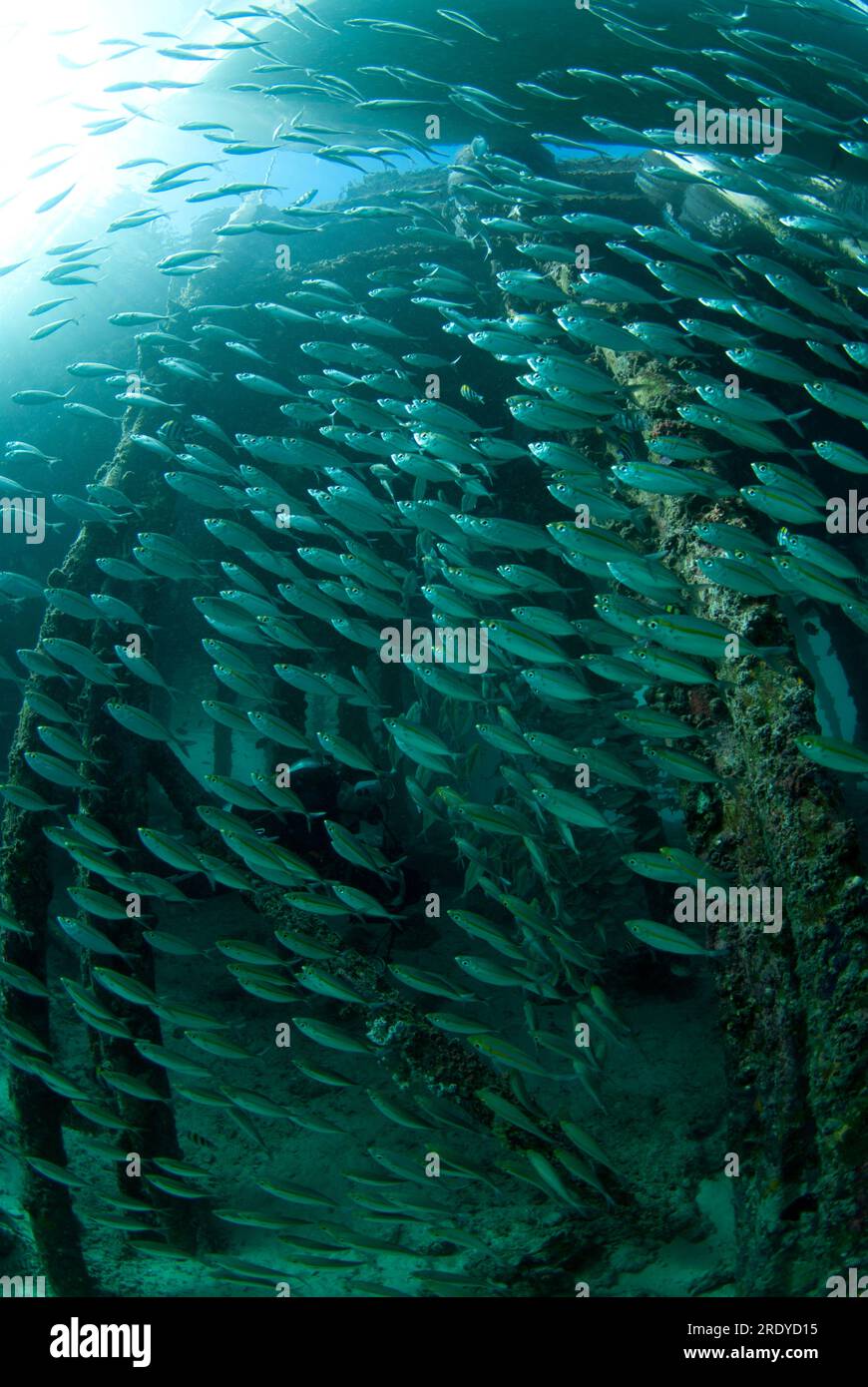 School of Herring Scad, Alepes vari, under jetty with sun, Cendana ...