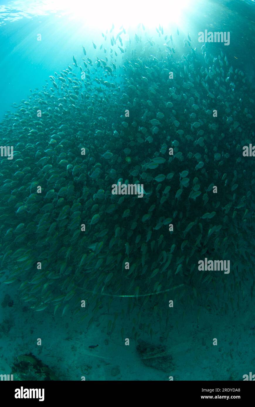 School of Herring Scad, Alepes vari, under jetty with sun, Cendana ...