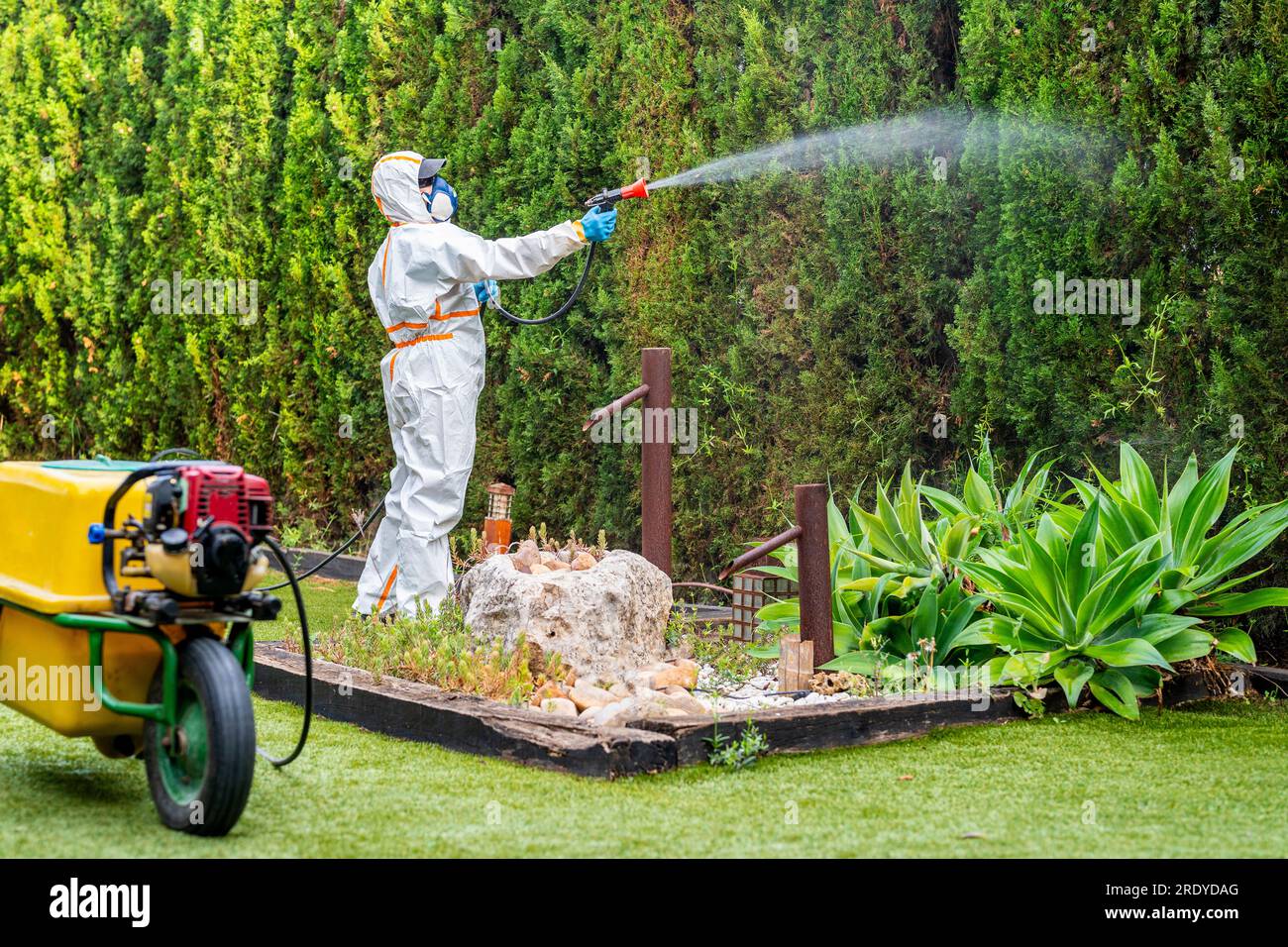 Exterminator spraying insecticide with equipment on plants in garden ...