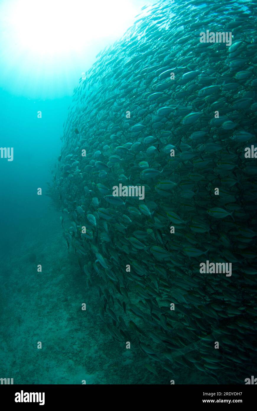 School of Herring Scad, Alepes vari, under jetty with sun, Cendana ...