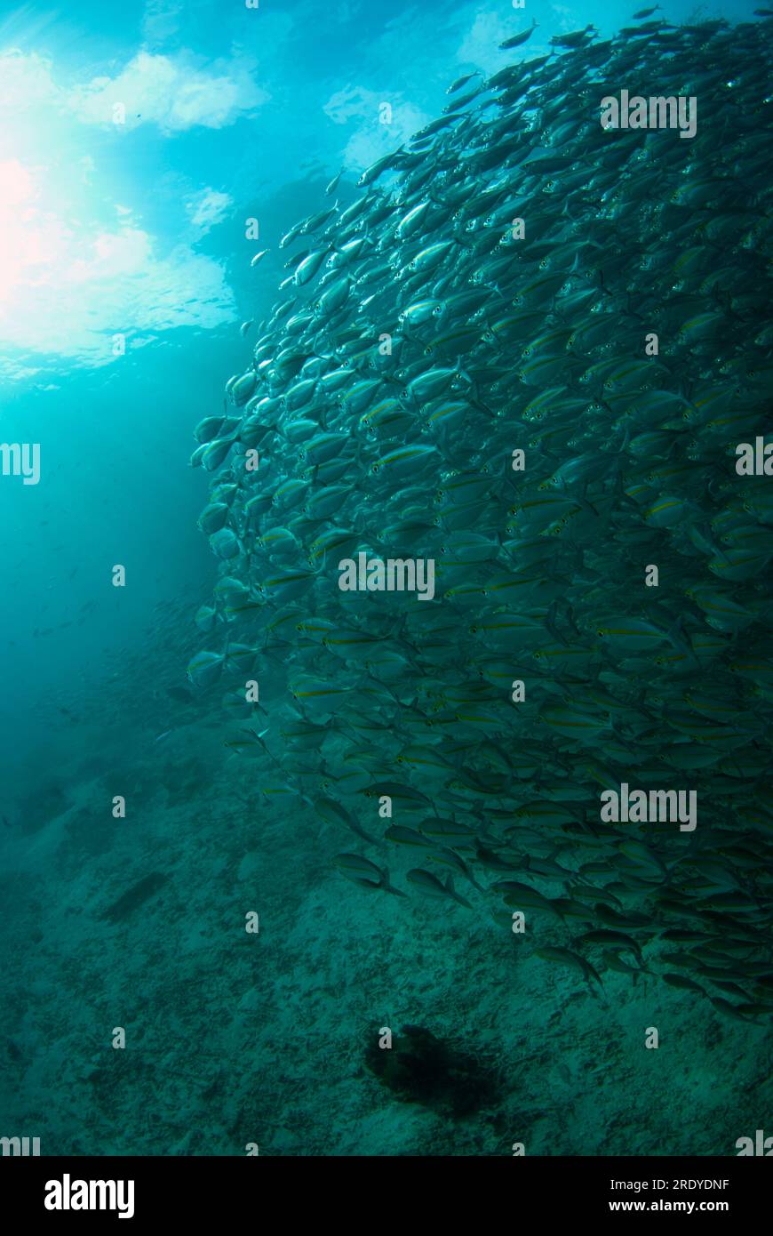 School of Herring Scad, Alepes vari, under jetty with sun, Cendana ...