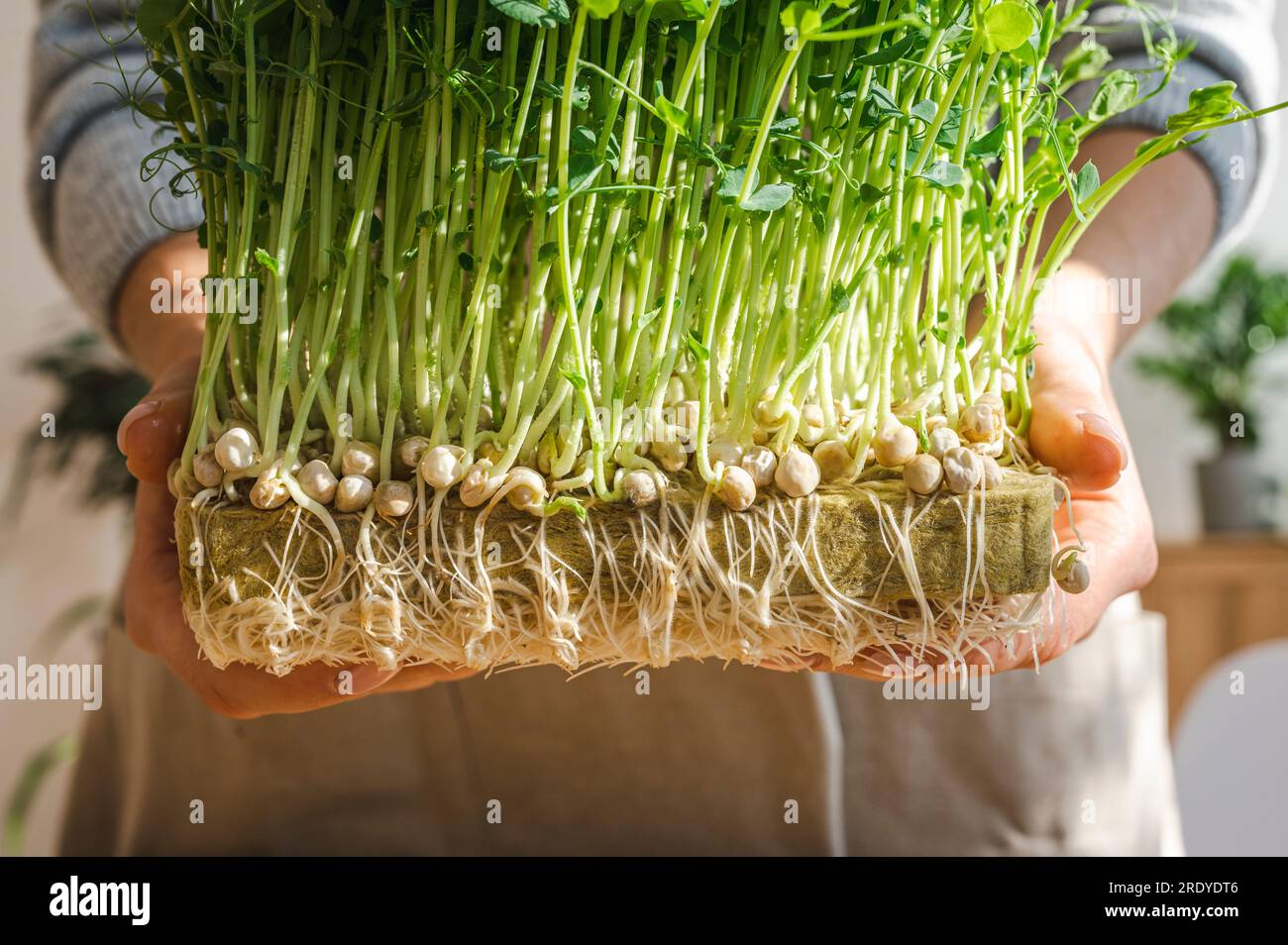 Fresh green sprouts pea microgreens hi-res stock photography and images ...