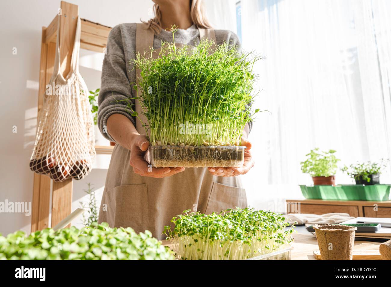 Woman holding container of sprouted tandril peas Stock Photo - Alamy