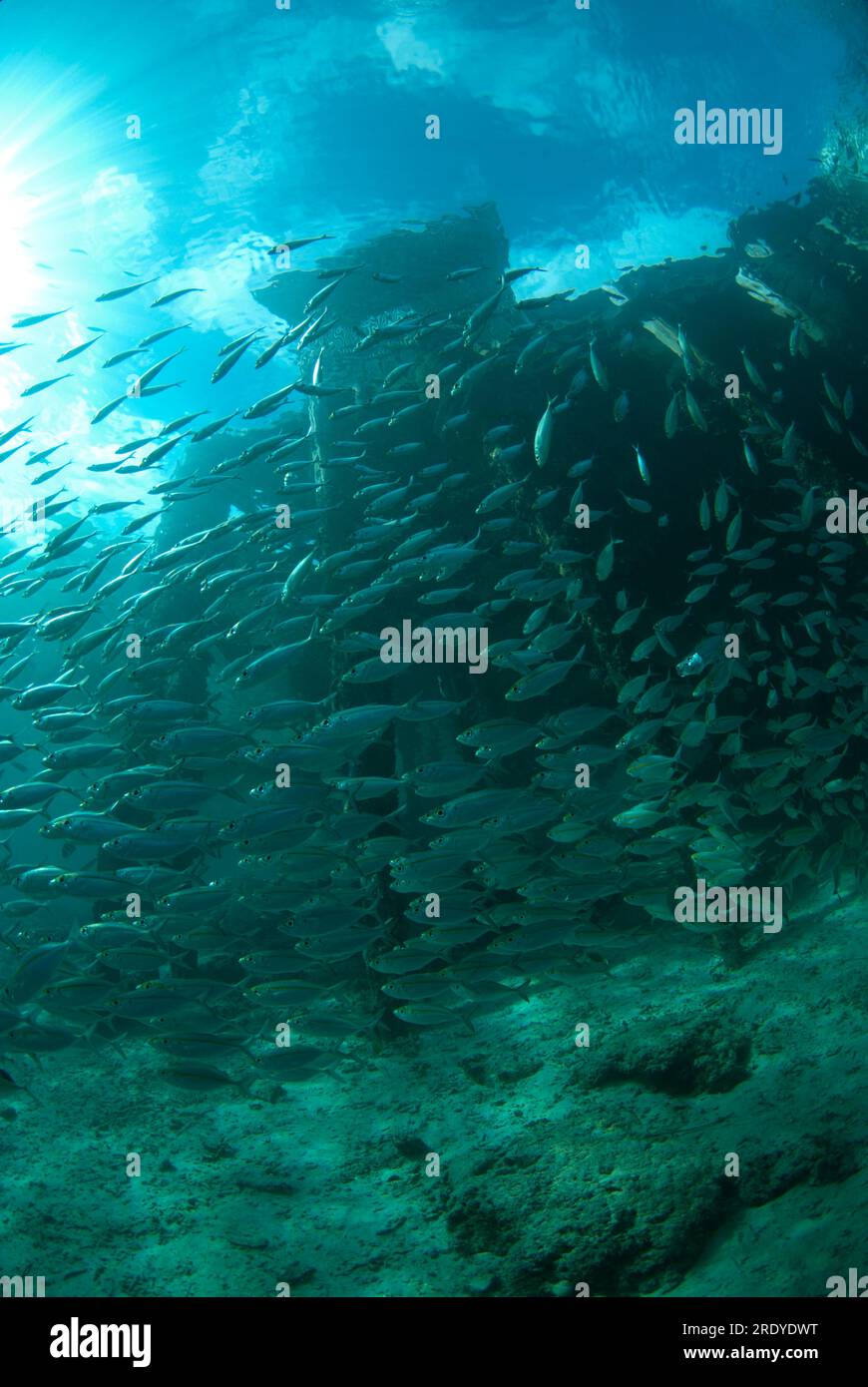 Pearl farm underwater hi-res stock photography and images - Alamy