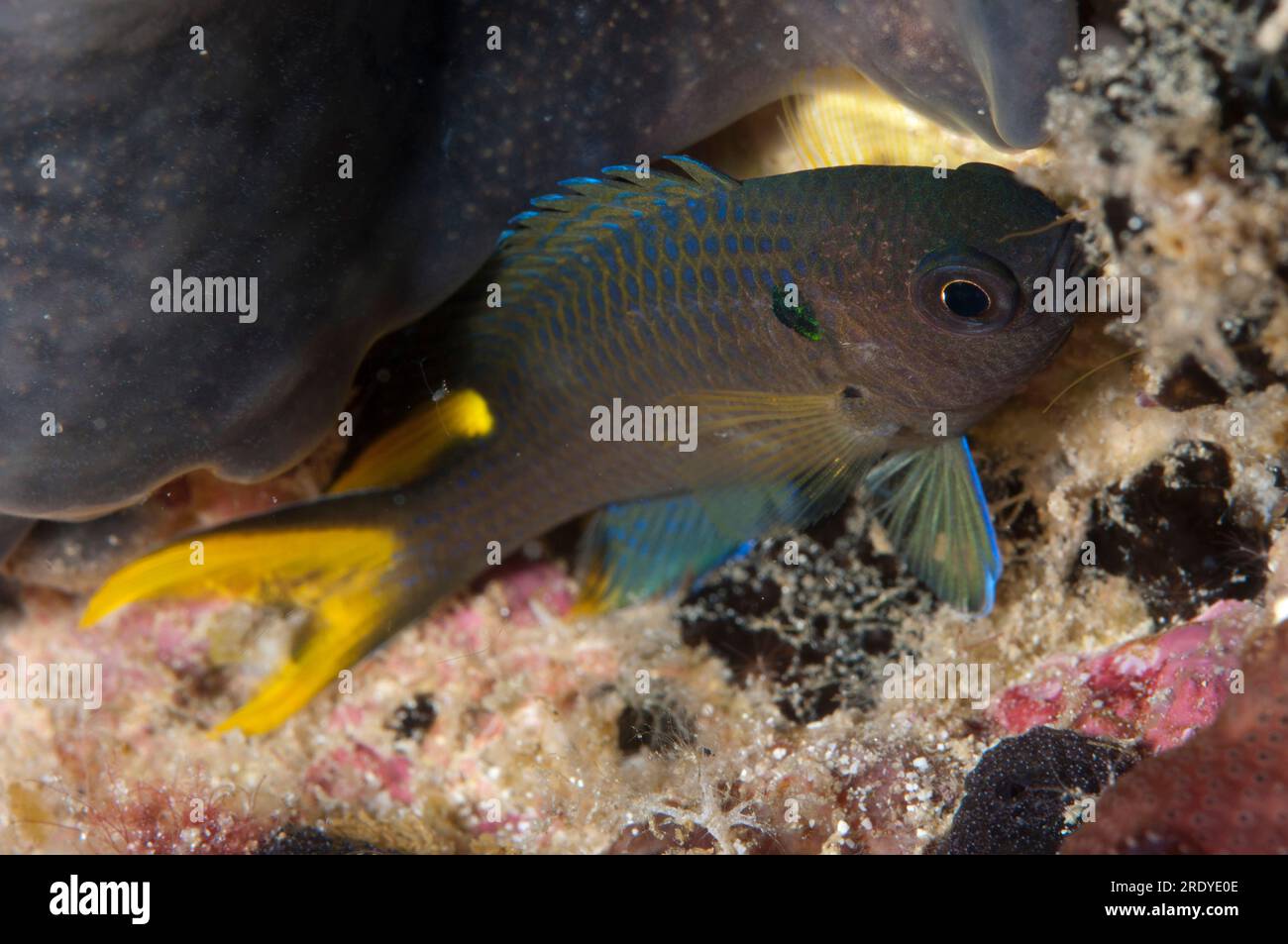 Yellowtail Demoiselle, Neopomacentrus azysron, Cendana Pearl Farm Jetty ...