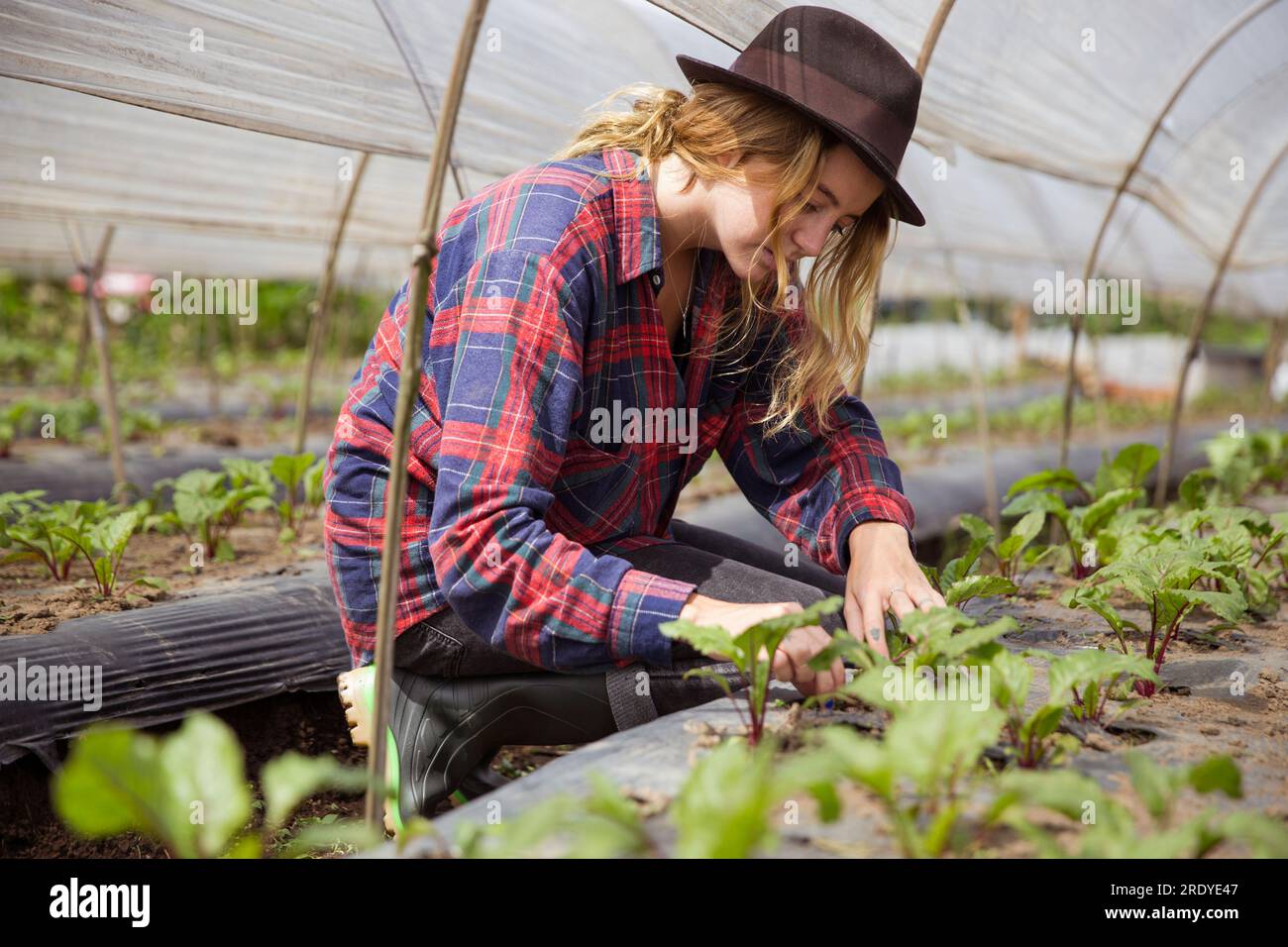 Working in farm hi-res stock photography and images - Alamy